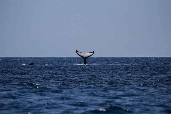 How the Sign of Jonah Points to Jesus