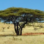 The Symbolic Meanings of 7 Trees in the Bible
